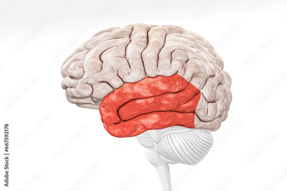 Poster Cerebral cortex temporal lobe in red color profile view isolated ...