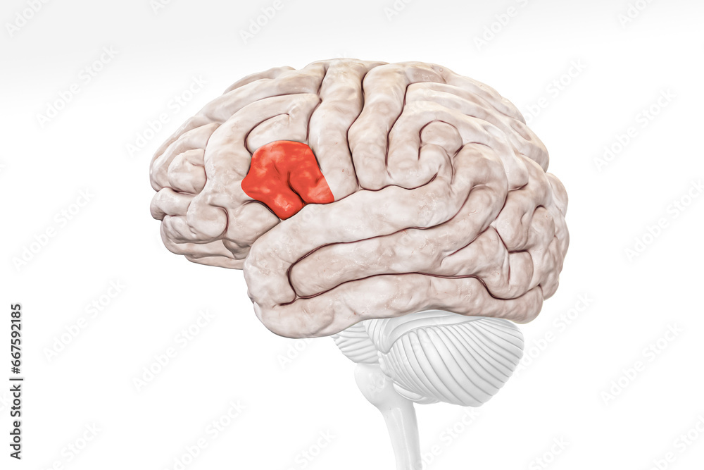 Broca area in red color profile view isolated on white background 3D ...