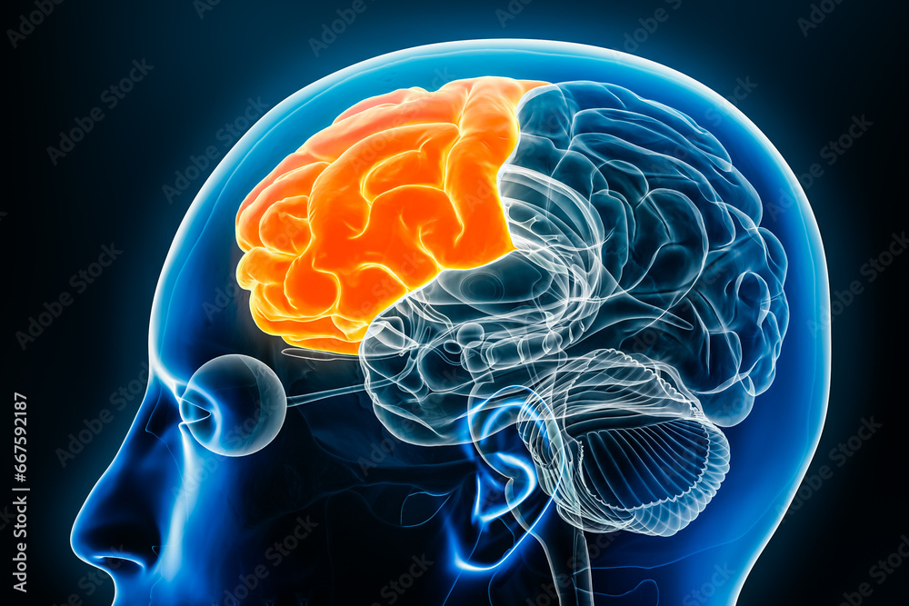 Frontal lobe of the cerebral cortex profile view close-up 3D rendering ...