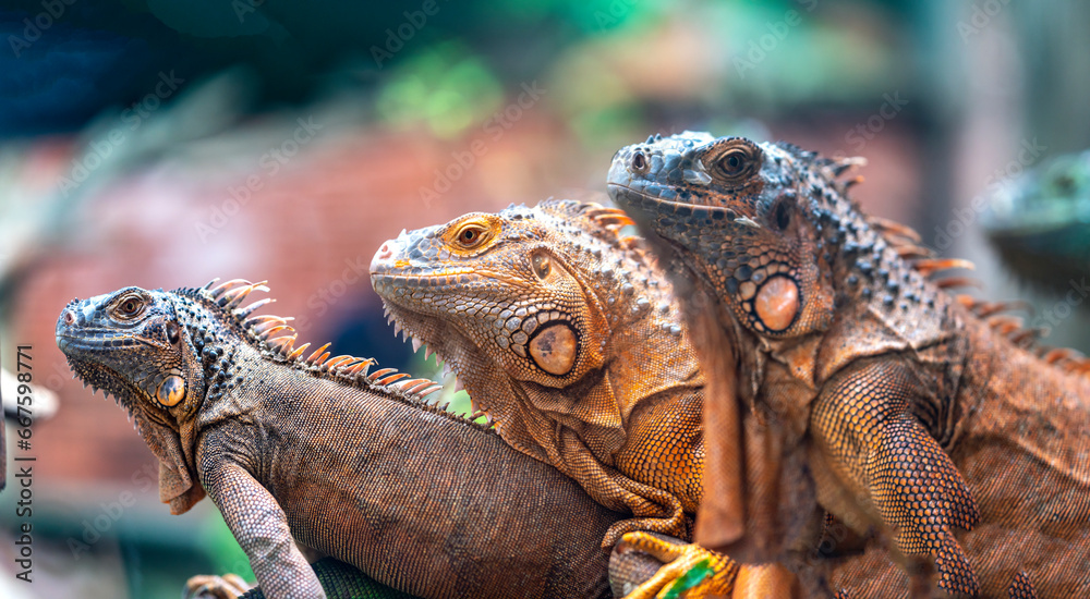 Lizard families together in the tree is looking to the future so cute ...