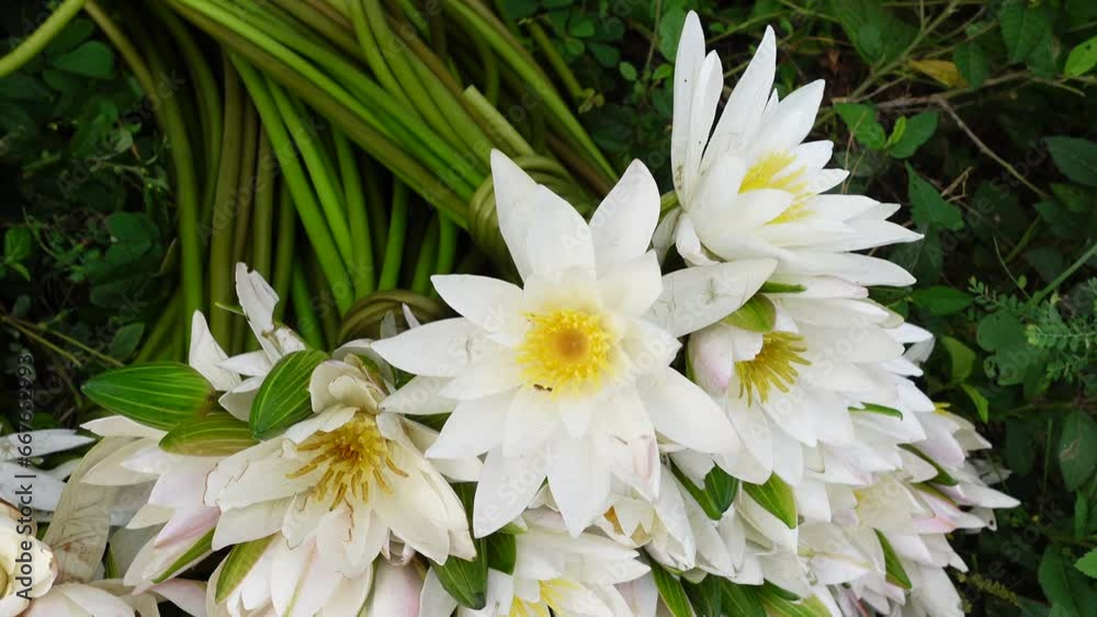 Close Up views of white Water Lily (Nymphaeaceae, water lilies, lily). Shapla flowers are ...