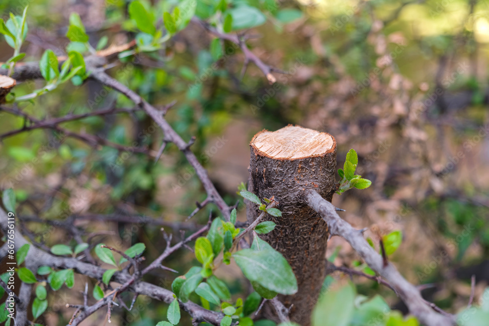 Gardener pruning tree. Taking care of garden. Other pruned trees are in ...