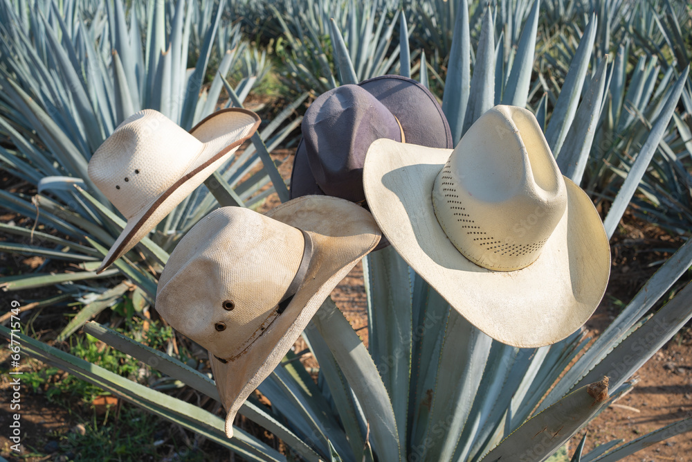 Hay cuatro sombreros en una planta de agave en Tequila Jalisco México ...