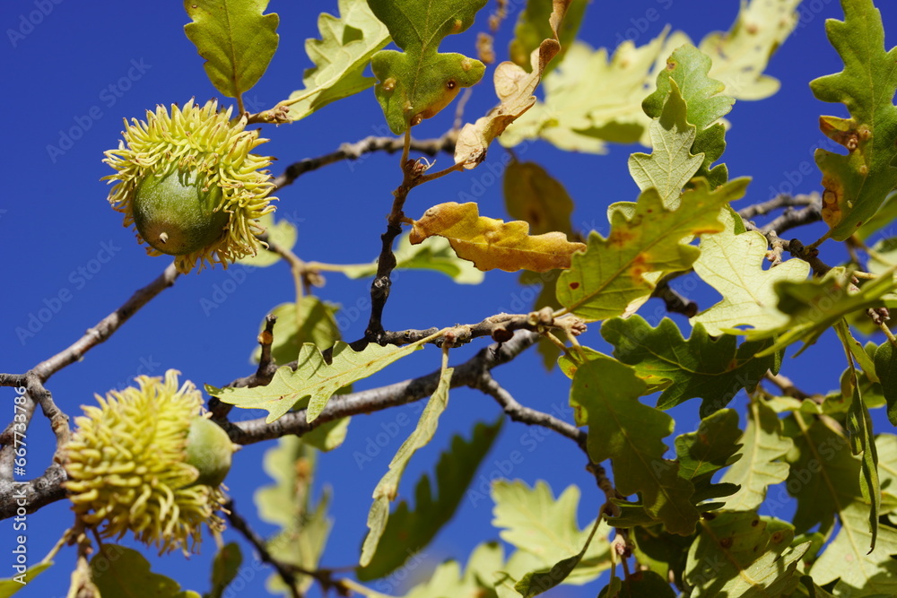 Acorn of Turkey oak or Kermes oak, Quercus coccifera, is an oak in the ...