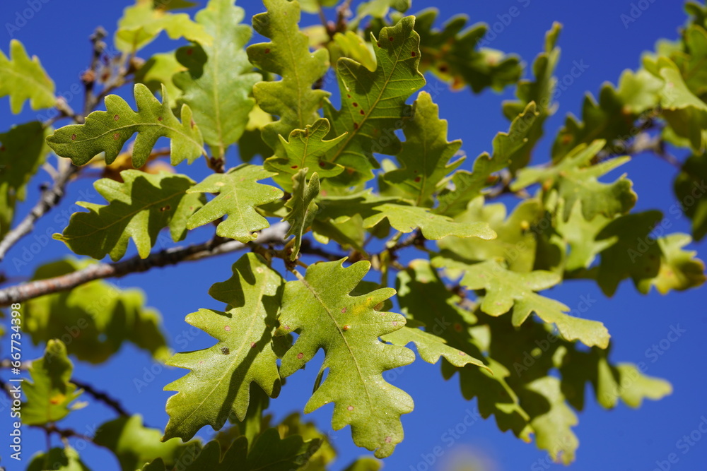 Leaves and entire foliage of Turkey oak or Kermes oak, Quercus ...