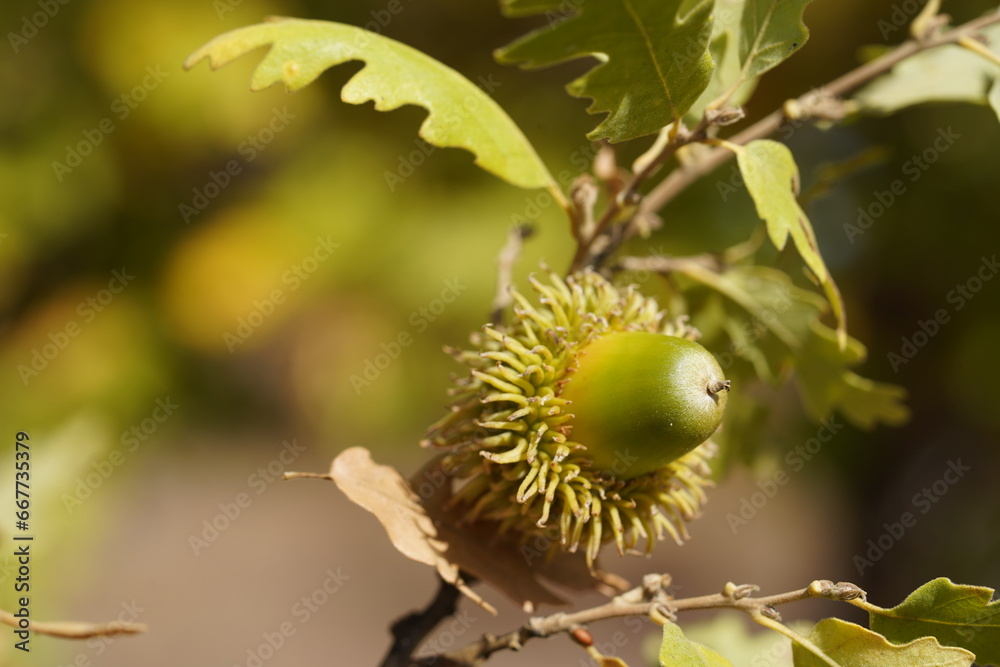Acorn of Turkey oak or Kermes oak, Quercus coccifera, is an oak in the ...