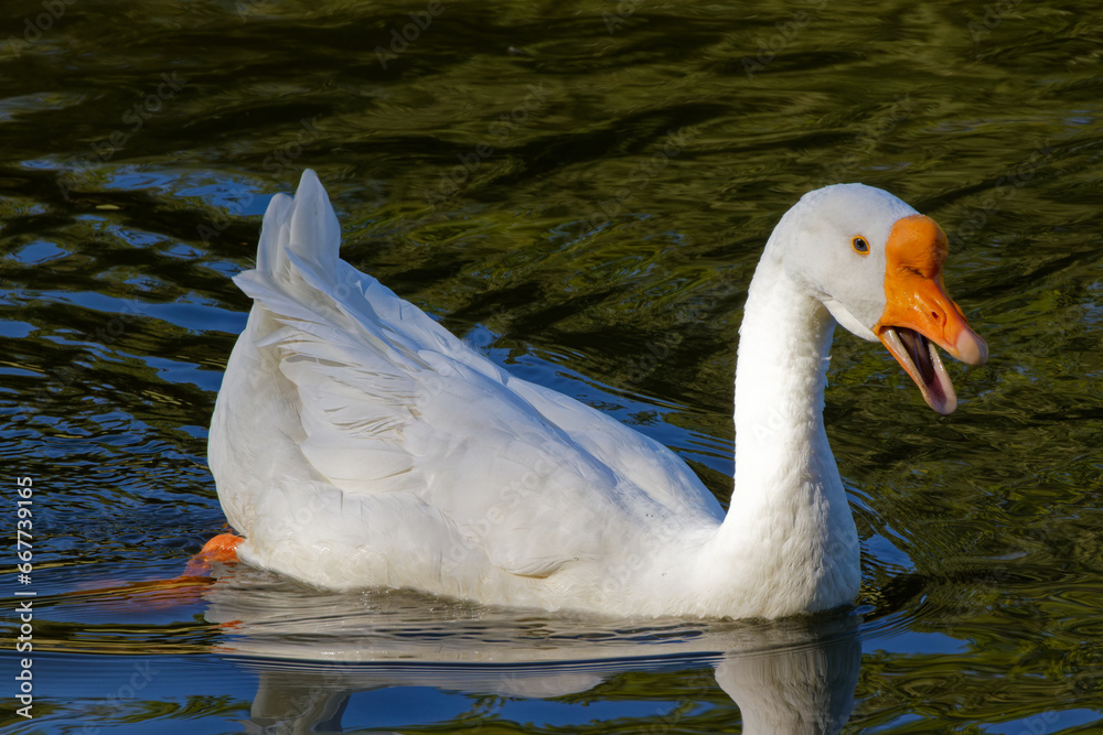 This photograph captures a beautiful White Chinese Goose on an autumn ...
