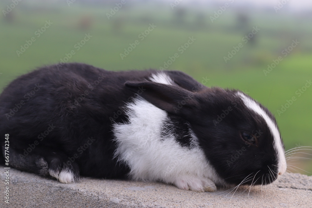 Cute baby rabbit sitting on the wall . The tall rabbit is white and ...