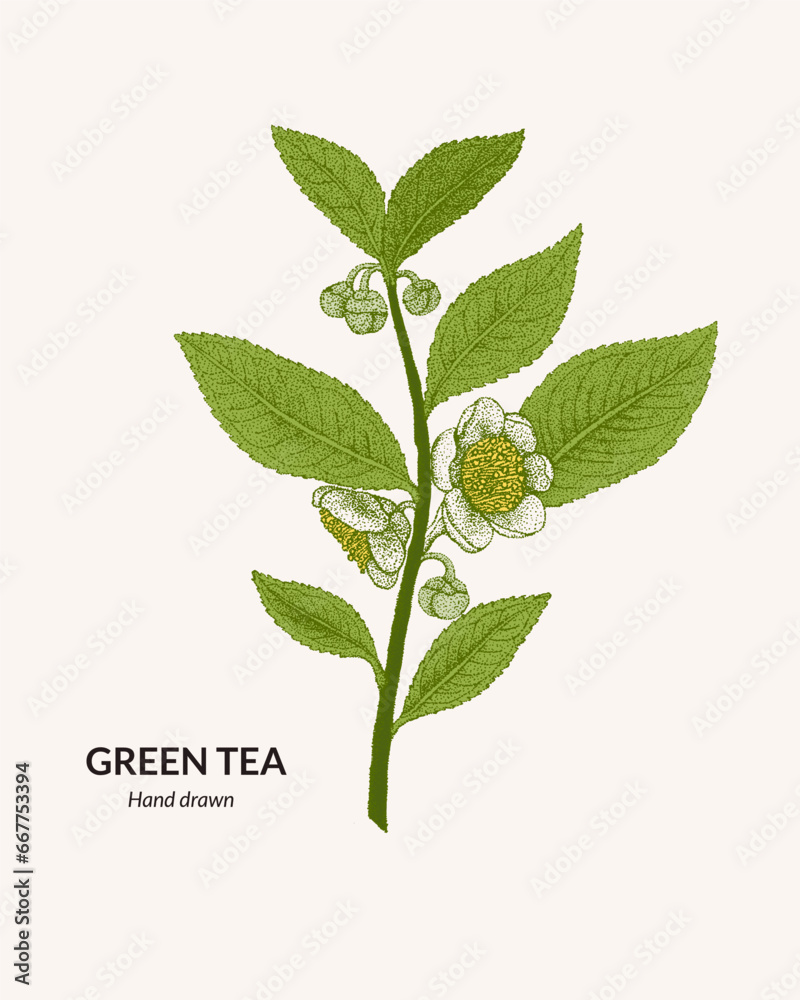 Hand drawn green tea branch illustration. Green tea branch illustration ...