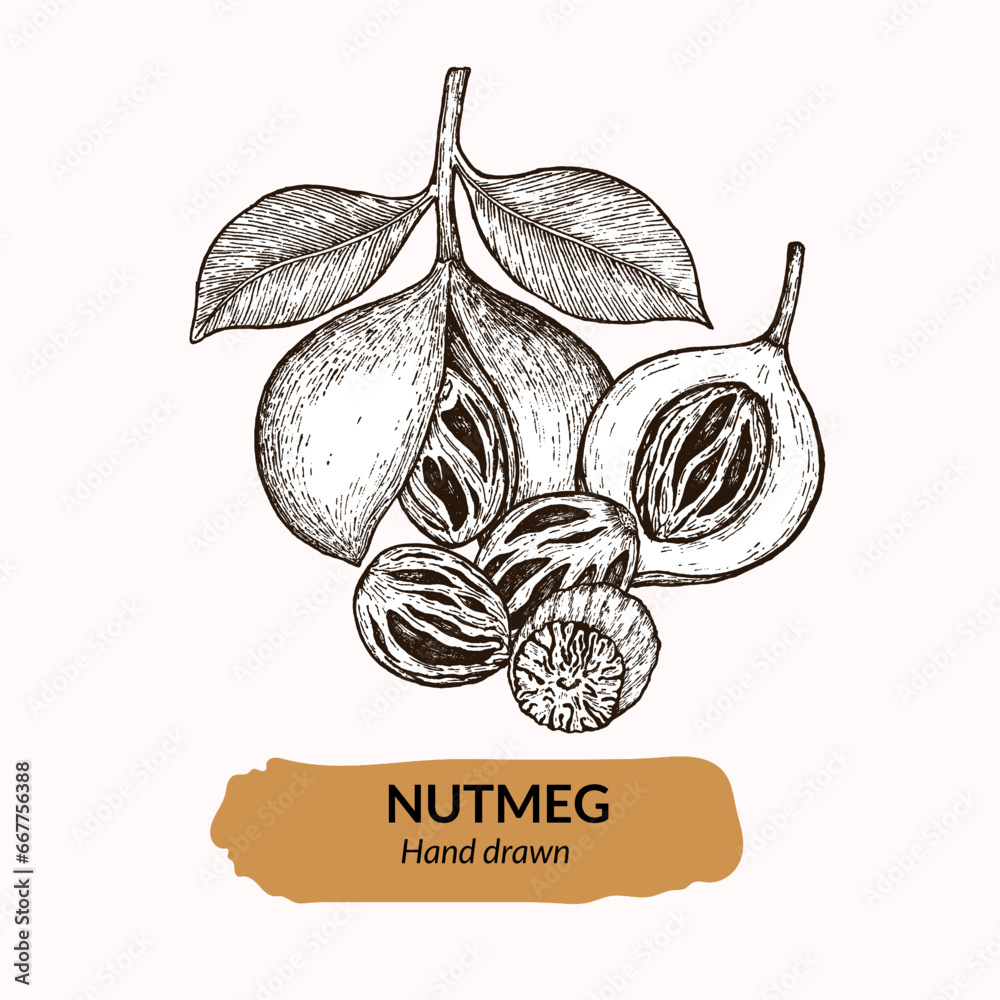 Nutmeg set sketch hand drawn vector. Hand drawn set of nutmeg. nutmeg ...