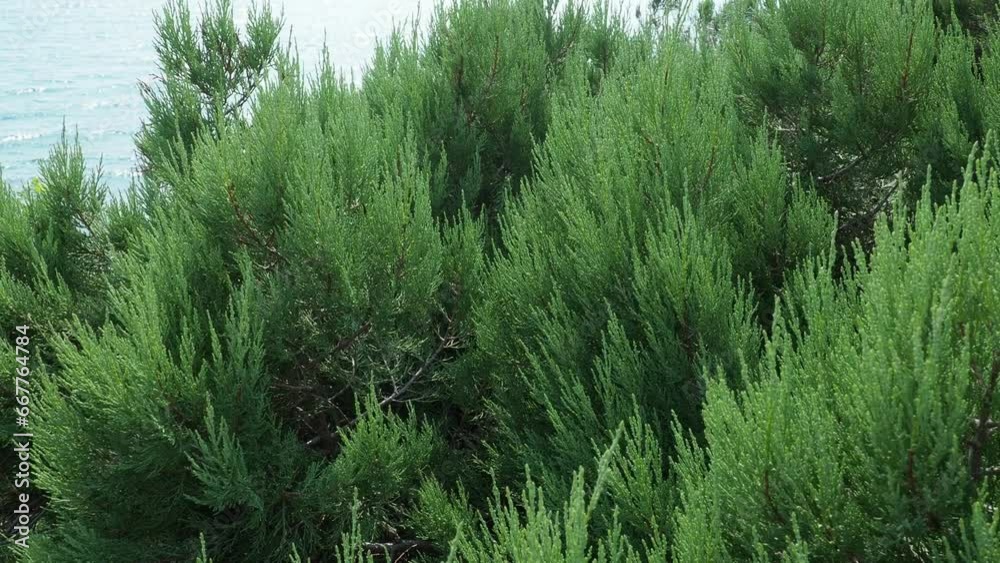 Juniperus foetidissima, foetid juniper, stinking juniper, family ...