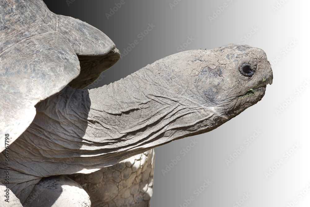 Profile of an old turlte with a long turtle neck Stock Photo | Adobe Stock