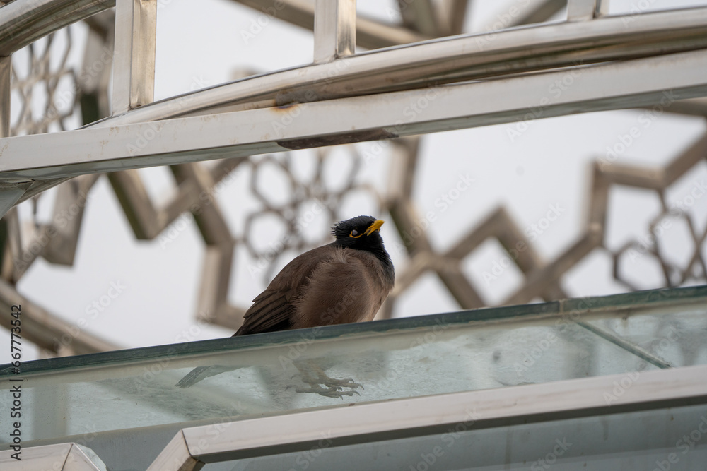 Common myna, highly invasive species, aggressive bird, killer of native ...