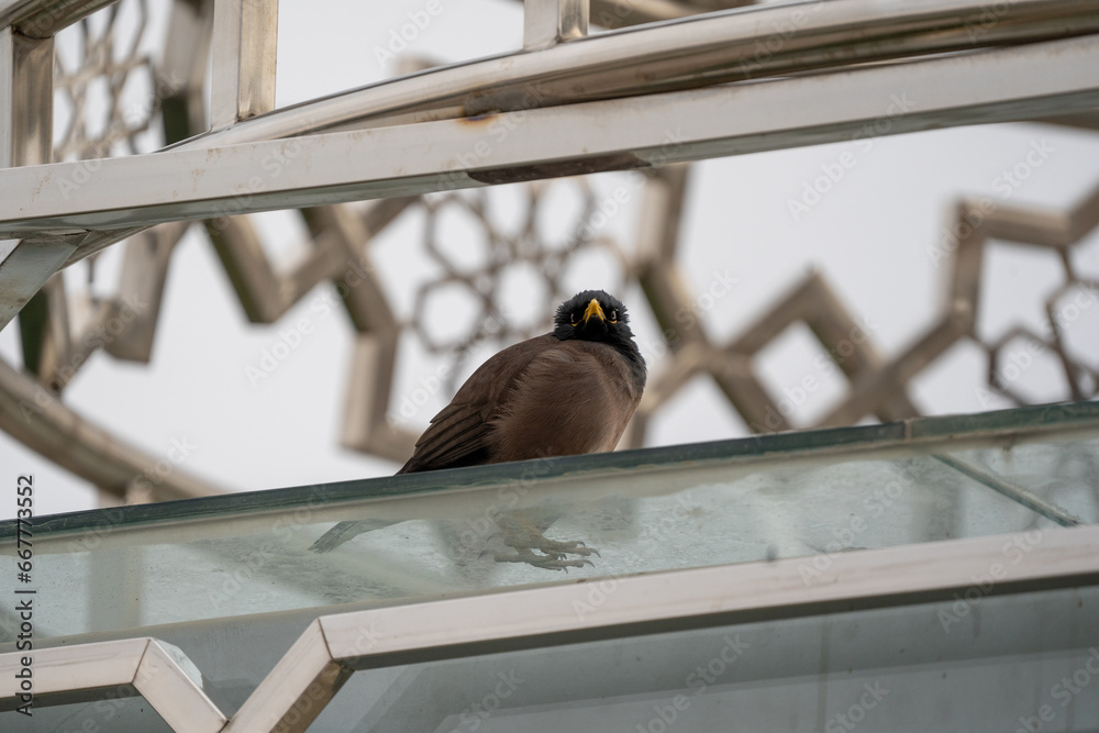 Common myna, highly invasive species, aggressive bird, killer of native ...