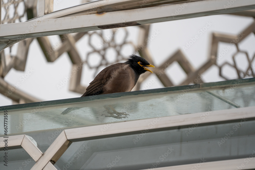 Common myna, highly invasive species, aggressive bird, killer of native ...