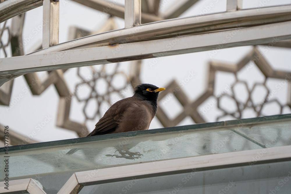 Common myna, highly invasive species, aggressive bird, killer of native ...