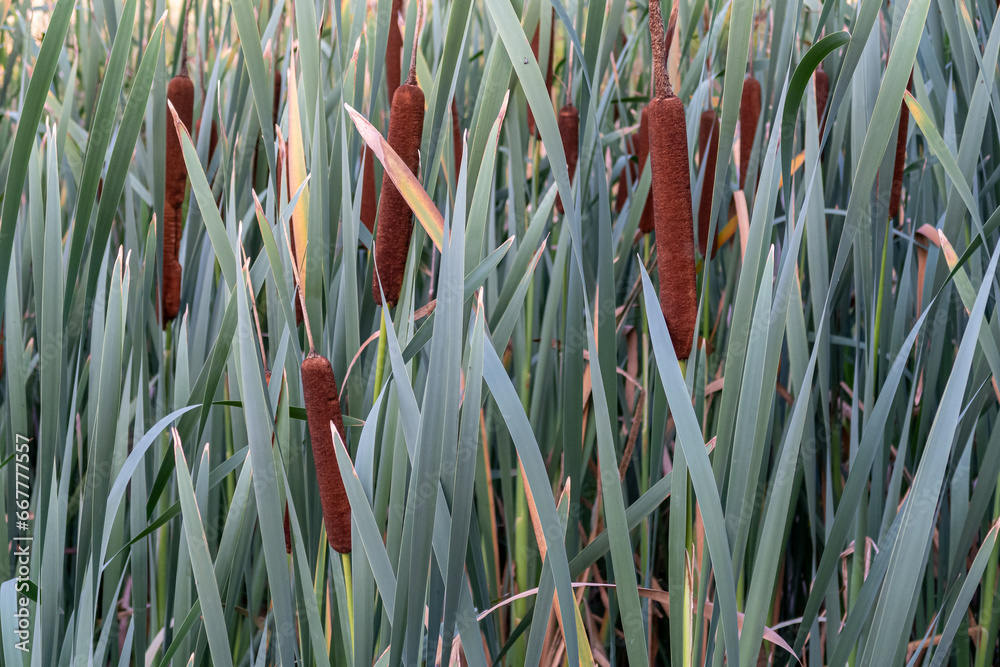 Typha latifolia. Broad-leaved cattail plants, cattails, with their ...
