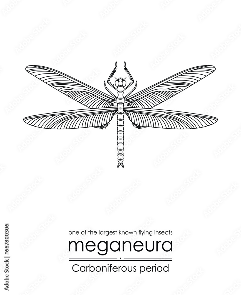 Meganeura, one of the largest known flying insects, creature from the ...