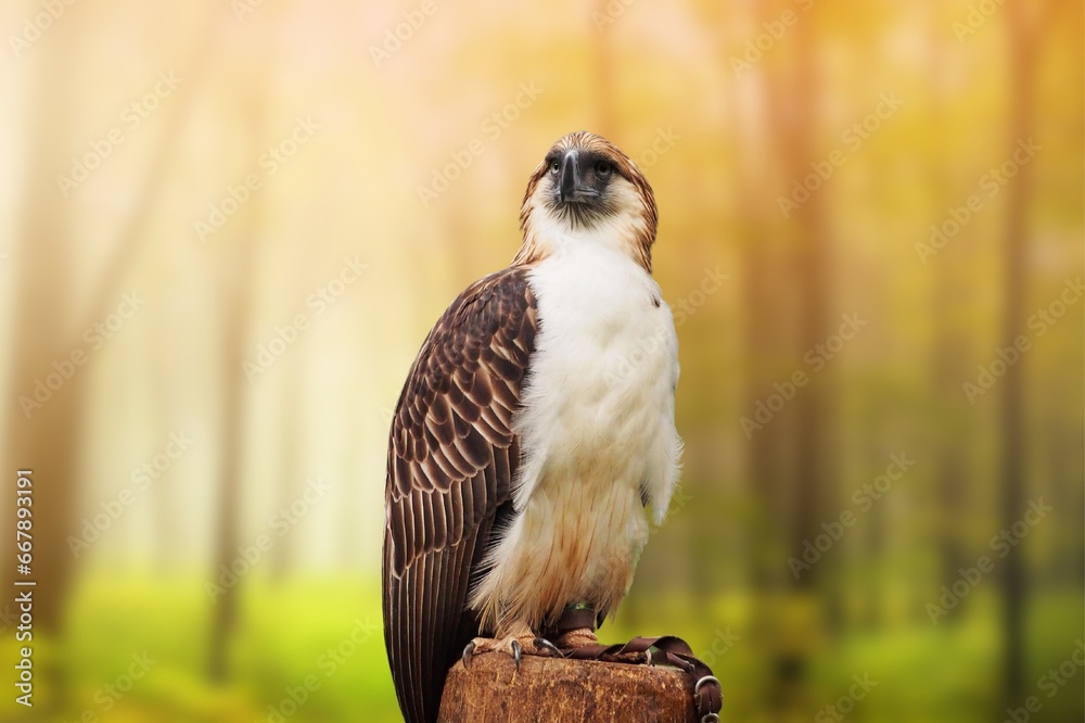 Poster The Philippine eagle (Pithecophaga jefferyi) is one of the most ...