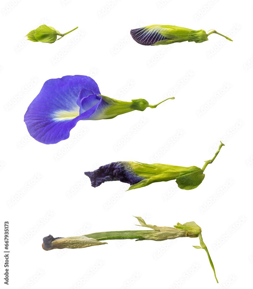 A set of five stages of Asian pigeonwings or Clitoria ternatea aka ...