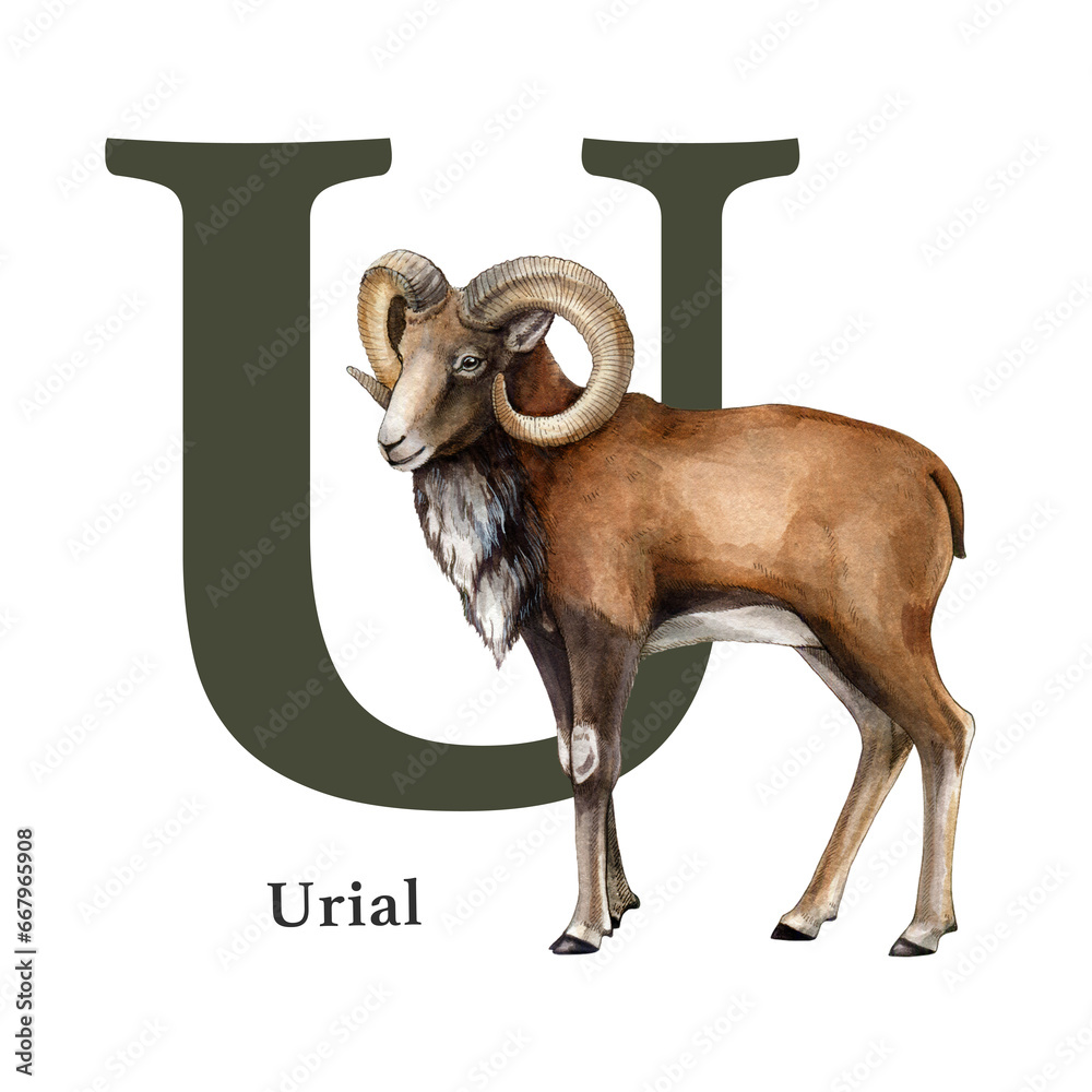 Capital letter U with urial. Watercolor illustration. Forest animal ABC ...