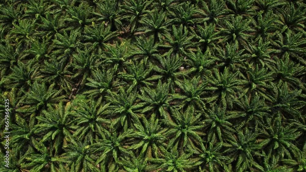 Açaí palm farm in the Amazon rainforest - straight down aerial view ...