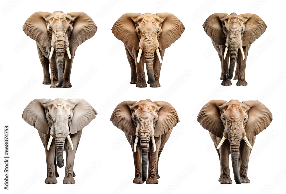 Foto de Elephants set png. Set of elephants isolated png. Elephant ...