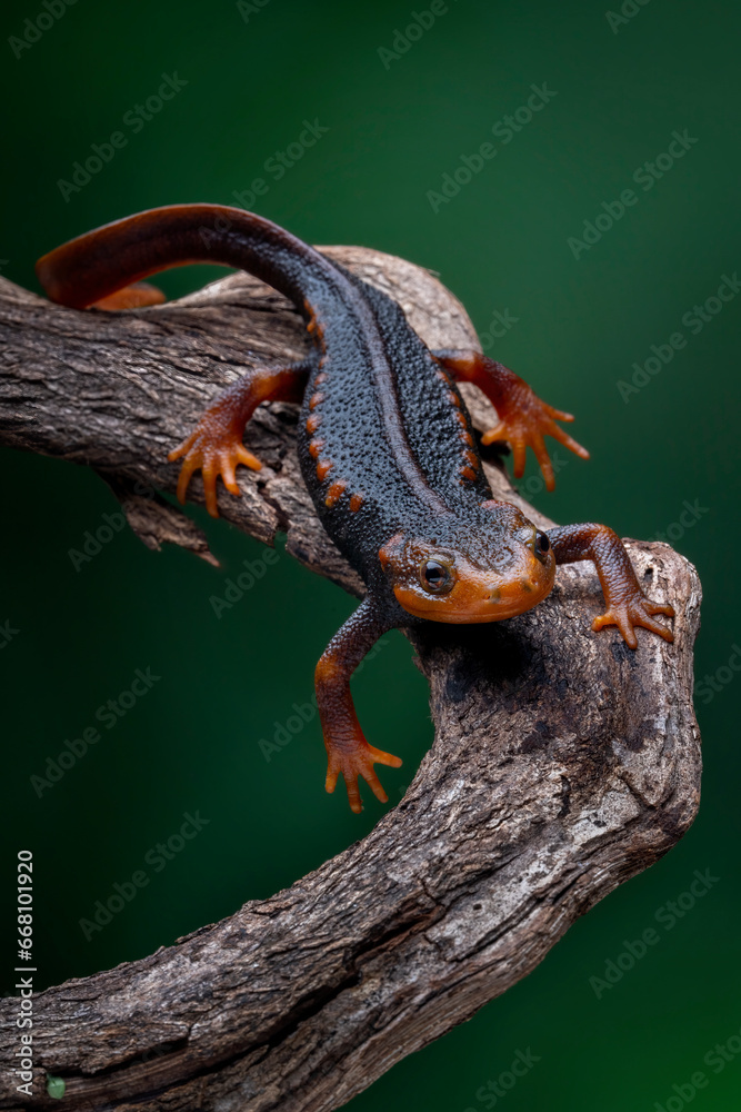 Crocodile newt (Tylototriton verrucosus) is an attractive large and ...