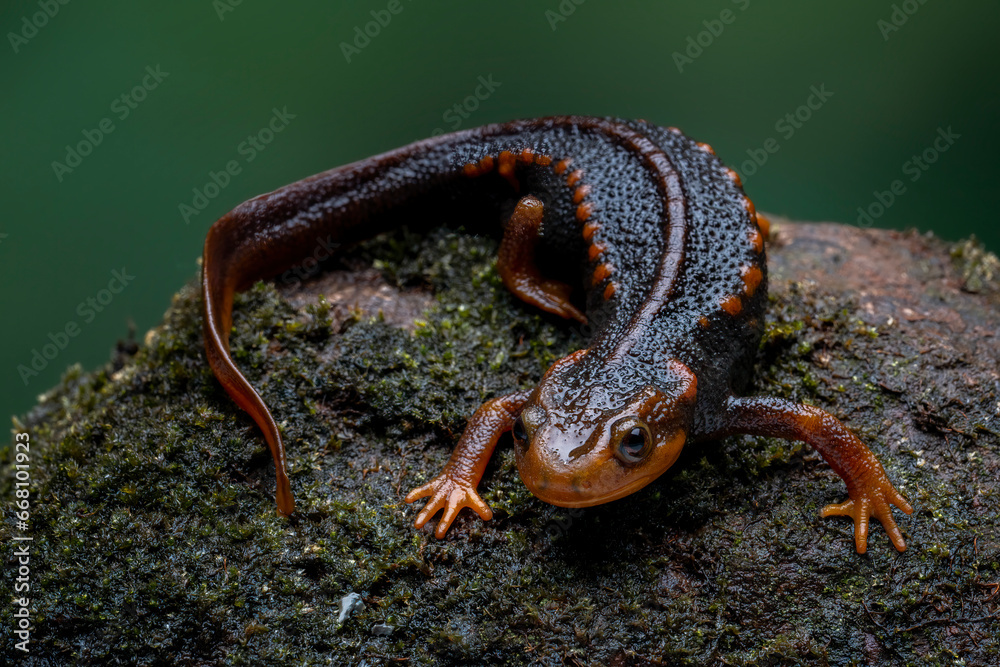 Crocodile newt (Tylototriton verrucosus) is an attractive large and ...