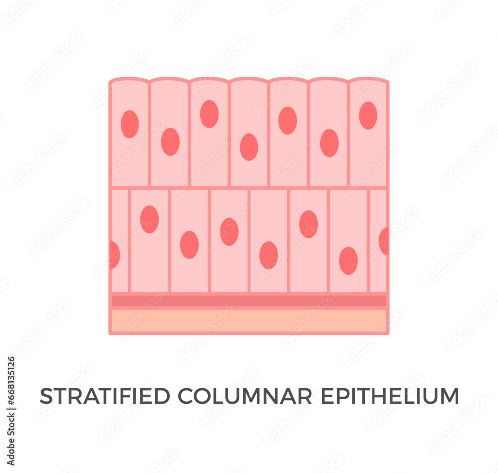 Stratified columnar epithelium. Epithelial tissue types. Tall and ...