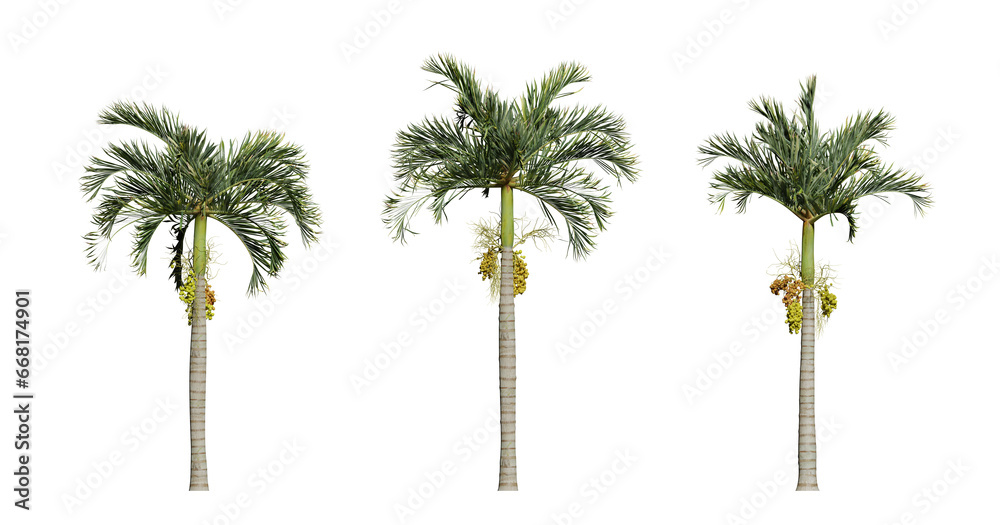 Areca catechu palm tree on transparent background tropical plant 3d ...