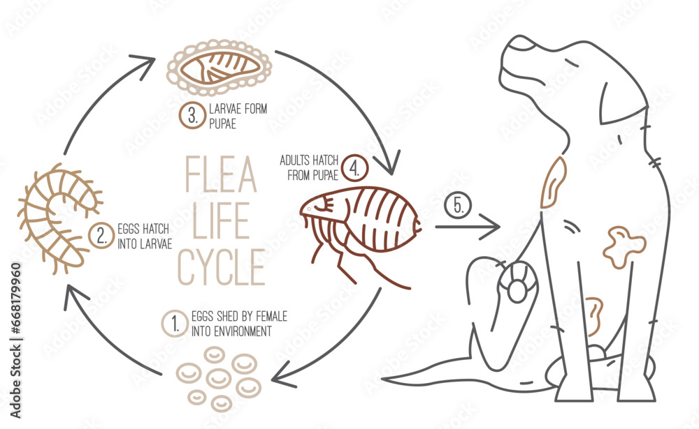 Flea life cycle. Four stages. Vector illustration Stock-Vektorgrafik ...