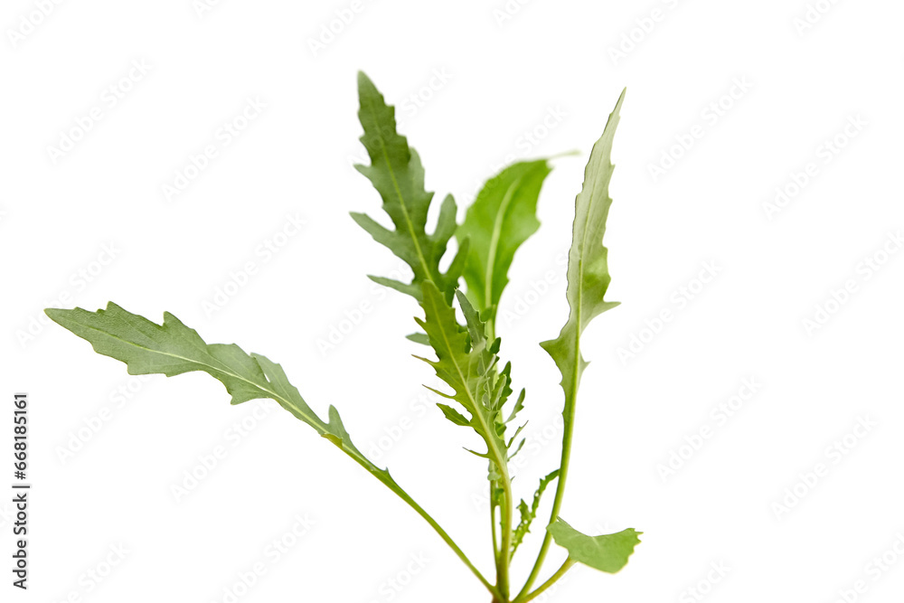 Arugula leaves isolated on white background. Fresh leafy green ...