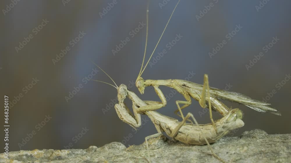 The mating process of praying mantises. Couple of praying mantis mating ...