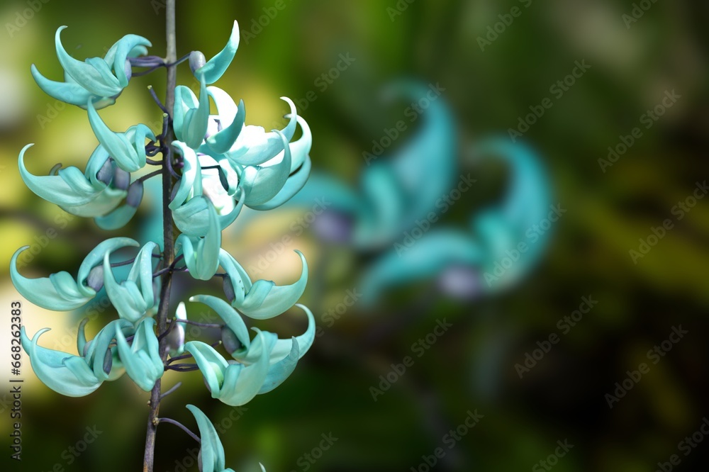 Jade vine or Emerald vine flower blooming. Strongylodon macrobotrys ...