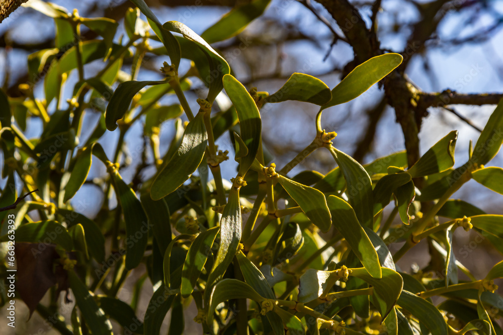 Mistletoe aka viscum is parasite plant growing on trees. Closeup view ...