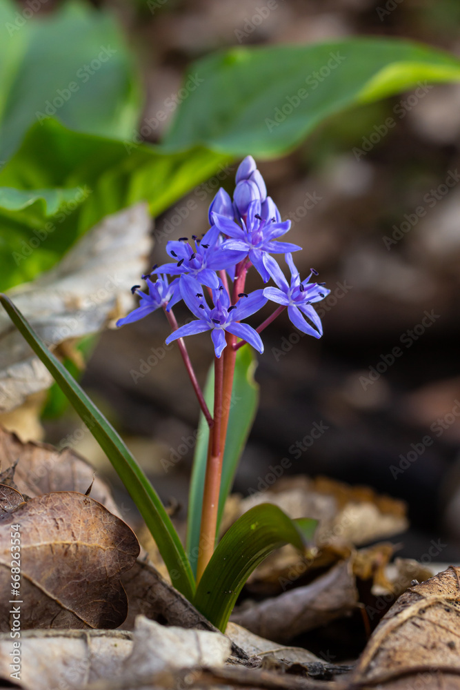 Scilla bifolia, the alpine squill or two-leaf squill, is a herbaceous ...