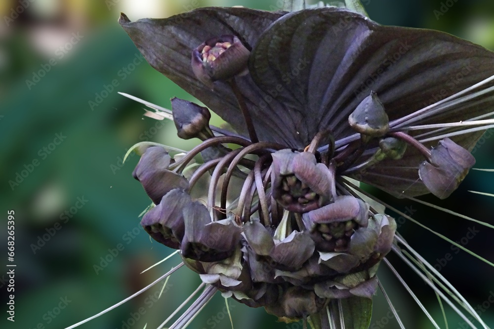 Foto de Tacca chantrieri (Bat flower, Black lily).Nearly black bloom of ...