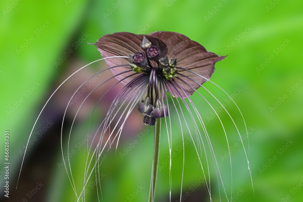 Tacca chantrieri (Bat flower, Black lily).Nearly black bloom of a bat ...