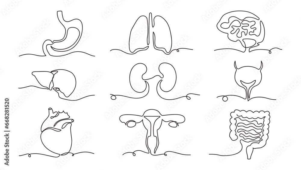 Set of human organs one line continuous drawing. Vector illustration ...