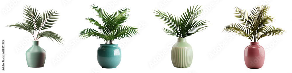 Collection of potted coconut palm trees (Cocos nucifera) in colorful ...