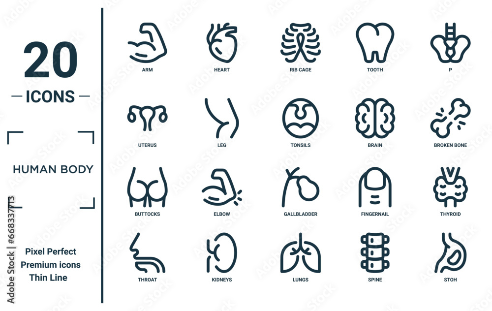 human body linear icon set. includes thin line arm, uterus, buttocks ...