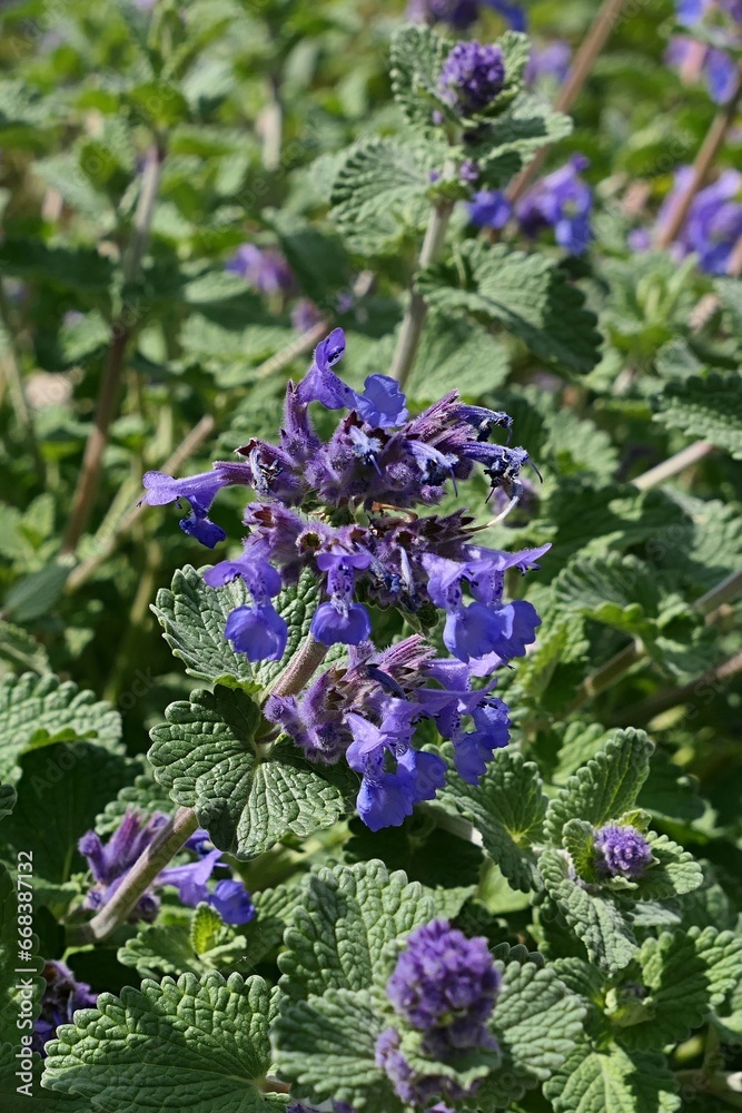 Blue flower cluster of Nepeta Cataria plant, commonly known as catnip ...