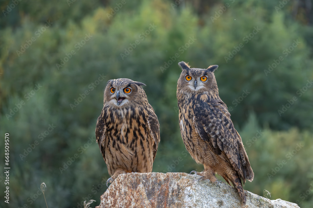 The great eagle owl (Bubo bubo) is a large species of owl in the ...