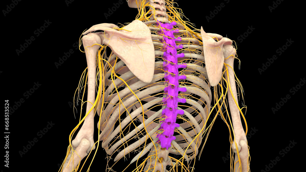 Spinal Cord Vertebral Column Thoracic Vertebrae of Human Skeleton ...