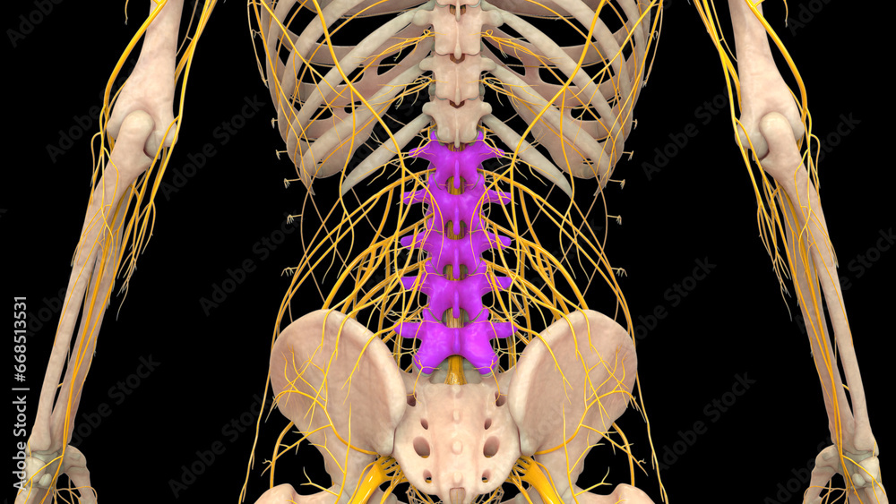 Spinal Cord Vertebral Column Lumbar Vertebrae of Human Skeleton System ...