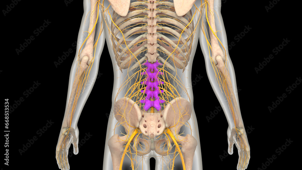 Spinal Cord Vertebral Column Lumbar Vertebrae of Human Skeleton System ...