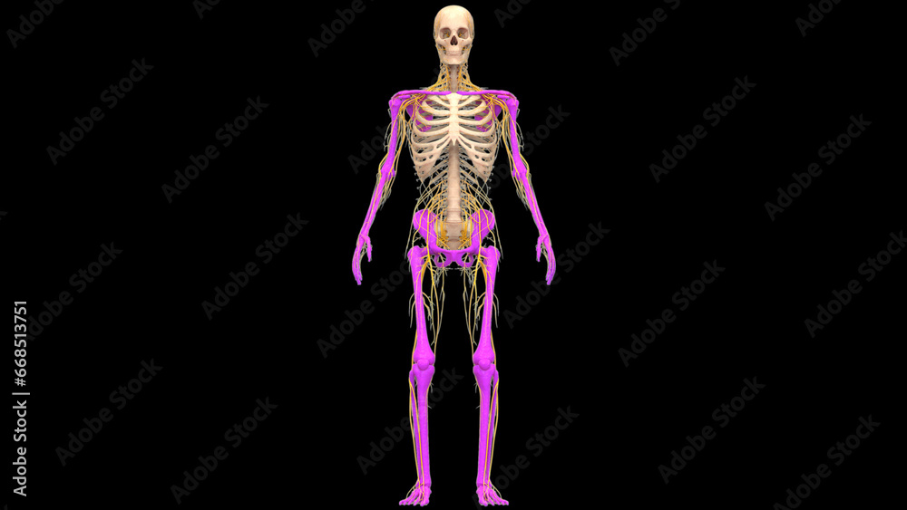 Human Skeleton System Appendicular Skeleton Bone Joints Anatomy Stock ...