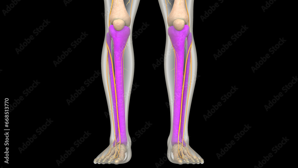 Human Skeleton System Tibia and Fibula Bone Joints Anatomy Stock ...