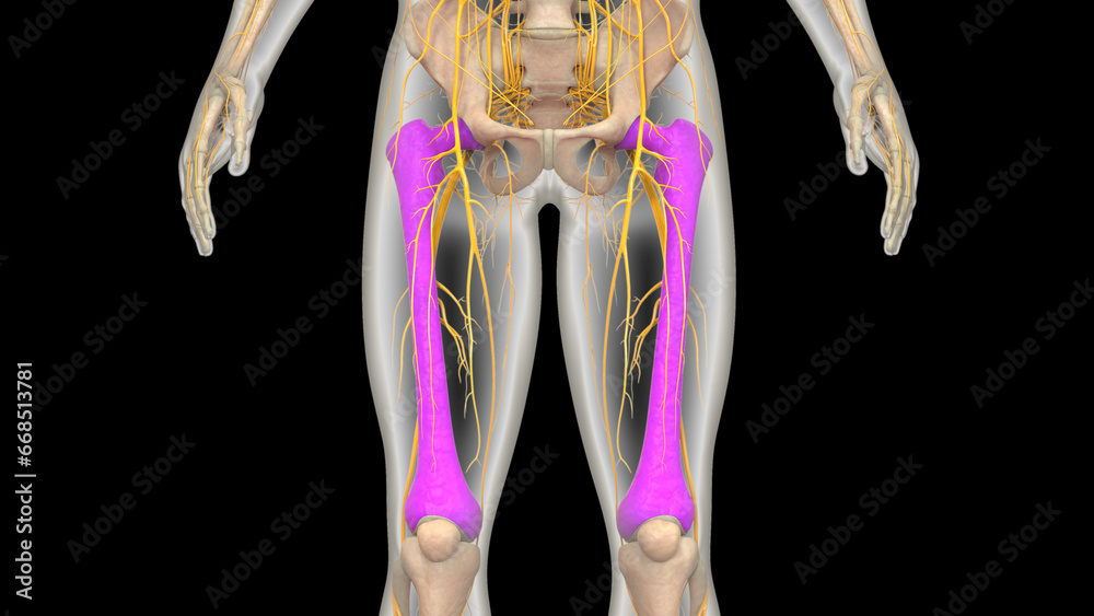 Human Skeleton System Femur Bone Joints Anatomy Stock Illustration ...